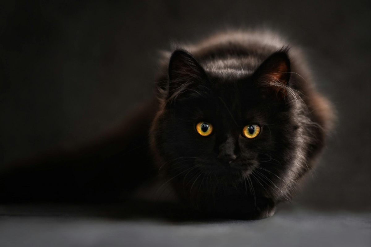 17 listopada obchodzimy Międzynarodowy Dzień Czarnego Kota. Oto dlaczego | KlubZwierzaki.pl