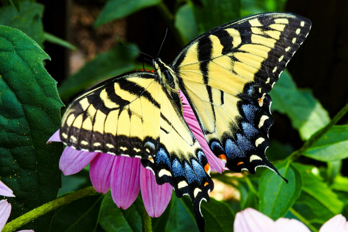 10 najpiękniejszych motyli w Polsce. Kolorowe skarby polskiej przyrody ...