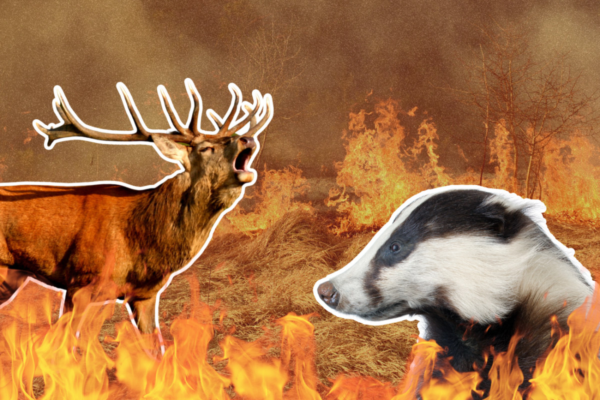 Wypalanie traw – zagrożenie dla ludzi i zwierząt. Co za to grozi ...