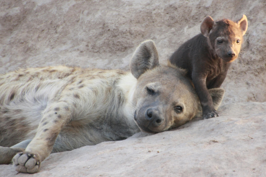 Pseudopenis i brak pochwy. Szokująca anatomia samic hieny ...