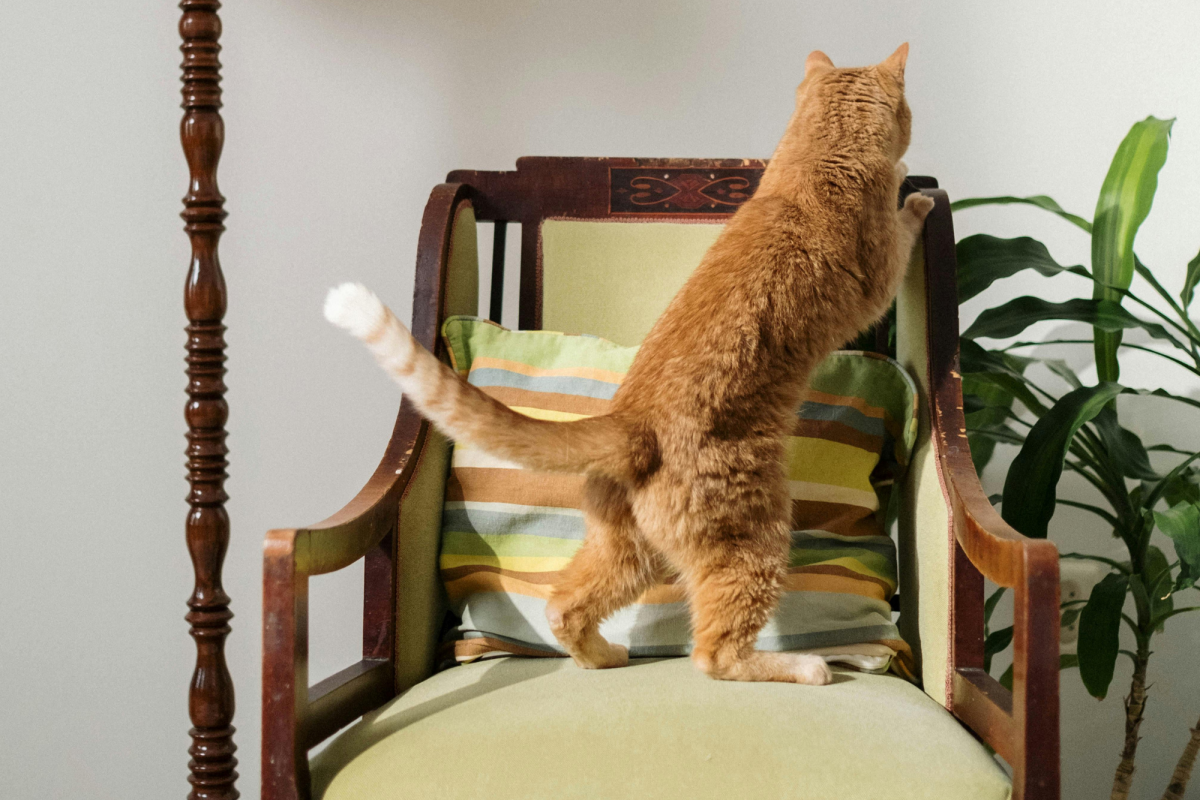 Kot drapie meble - co robić? 4 skuteczne metody, jak oduczyć kota drapania | KlubZwierzaki.pl