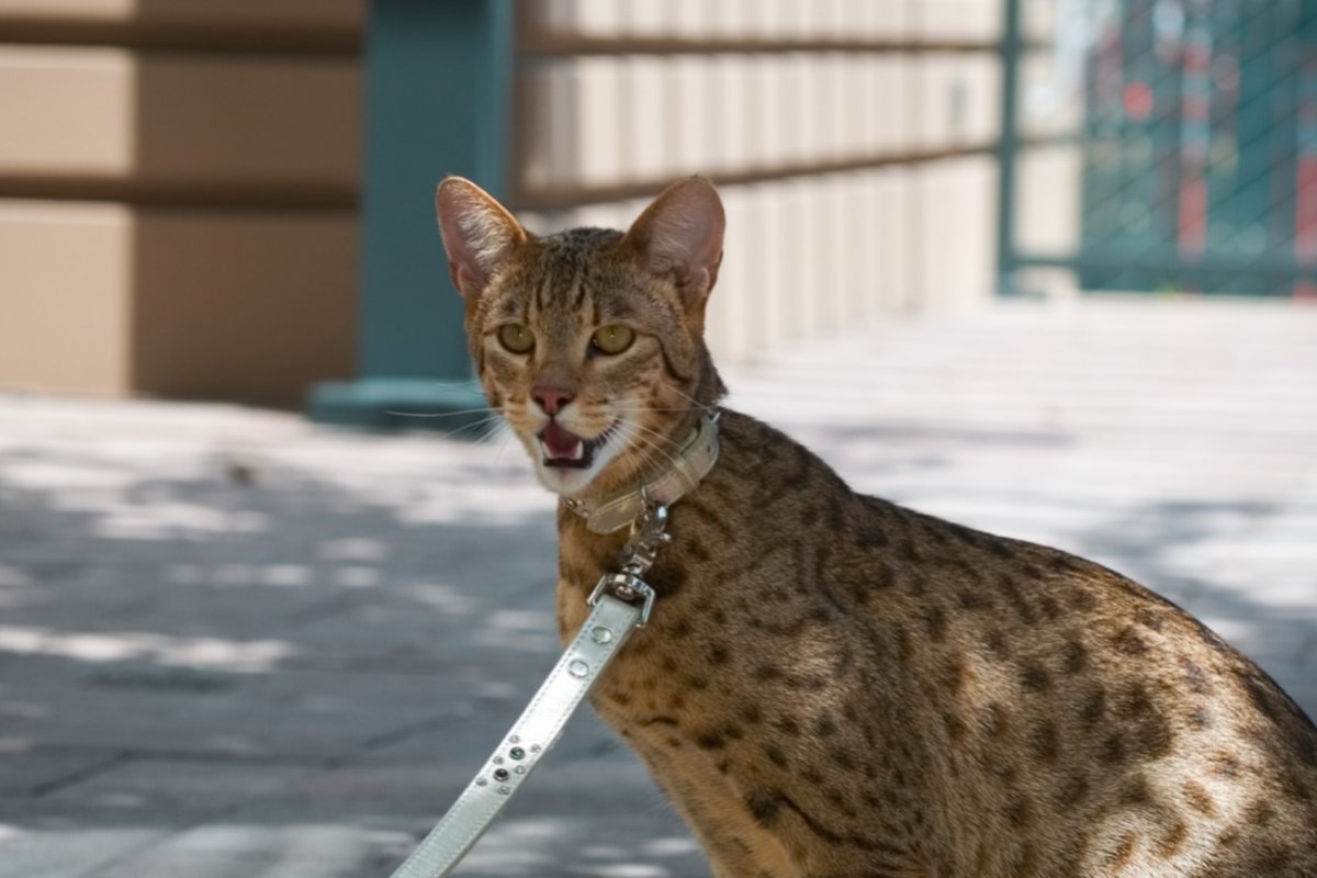 Kot Ashera – najdroższa rasa na świecie. Pochodzenie, wygląd, charakter ...