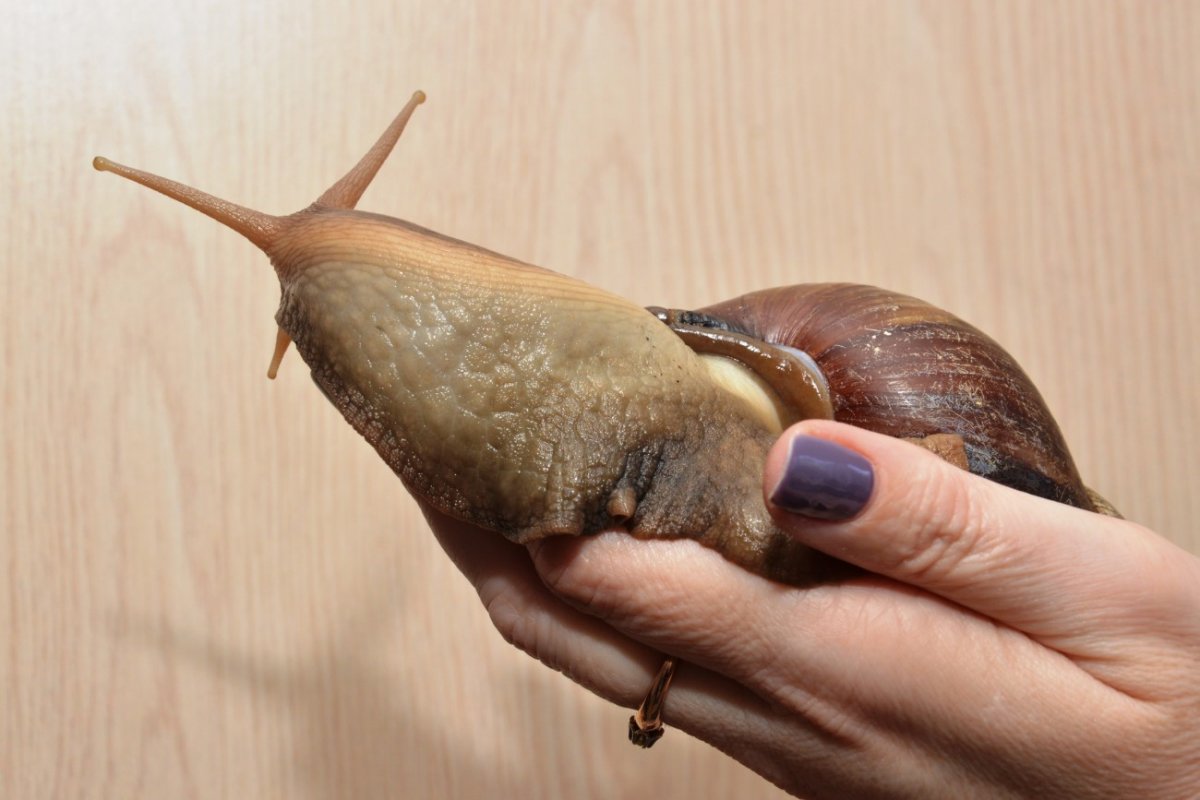 Ślimak afrykański to największy ślimak na świecie. Prawdziwy gigant ...