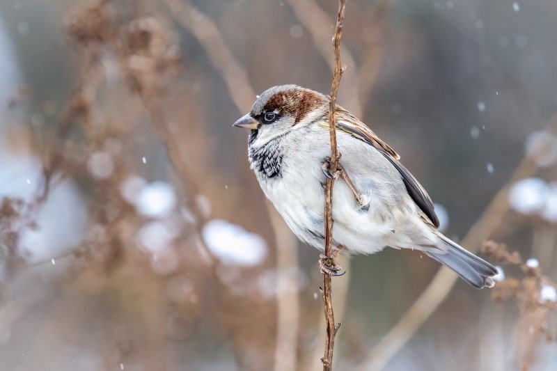 Czym dokarmiać wróble zimą? 10 najlepszych produktów | KlubZwierzaki.pl