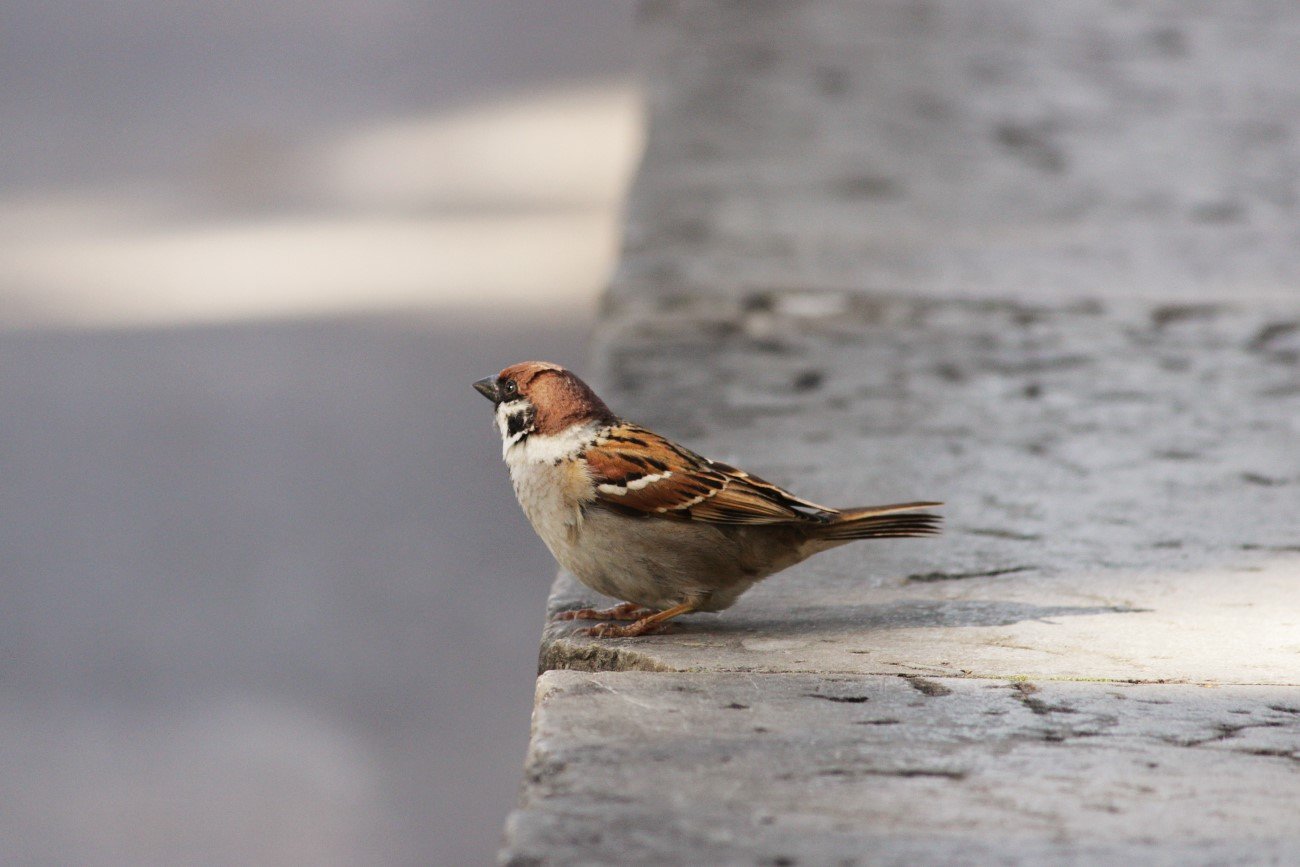 Jak odróżnić wróbla od mazurka? Opis i porównanie zdjęć | KlubZwierzaki.pl