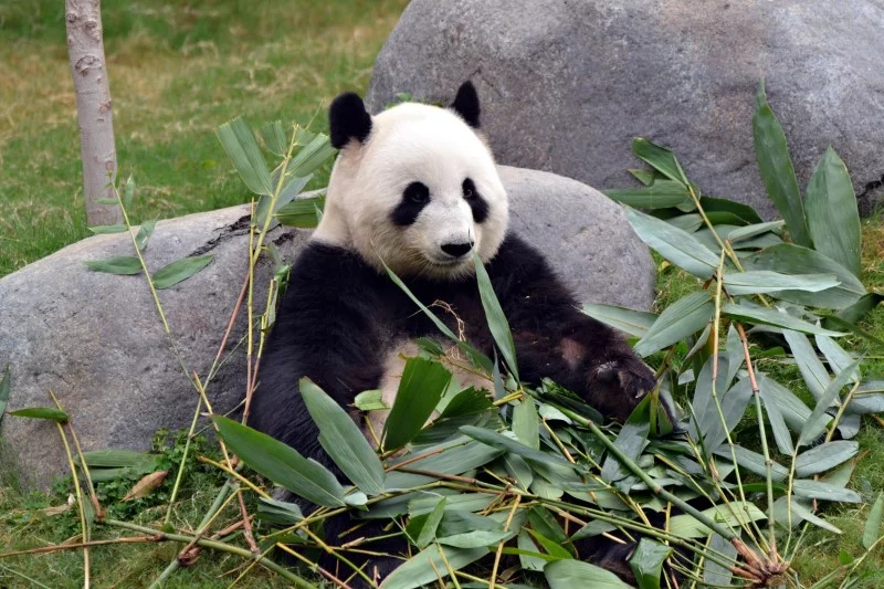 11 ciekawostek o pandzie wielkiej. Je przez 16 godzin dziennie ...