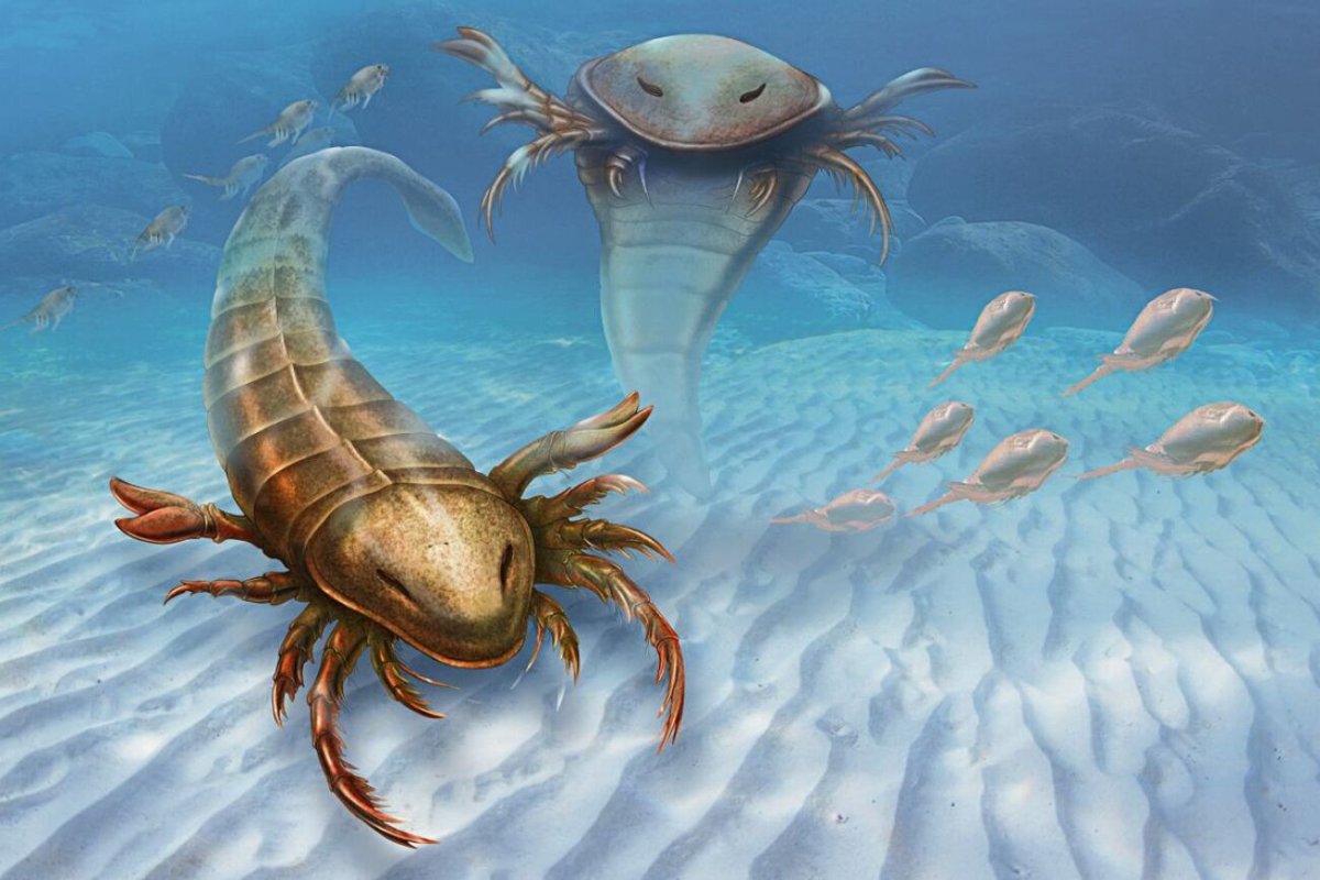 Jaekelopterus rhenaniae - największy stawonóg w historii | KlubZwierzaki.pl