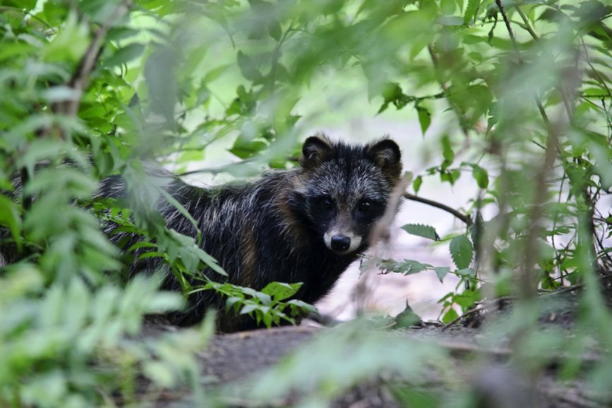 Jenot w Tatrach. TPN: Są powody do niepokoju | KlubZwierzaki.pl